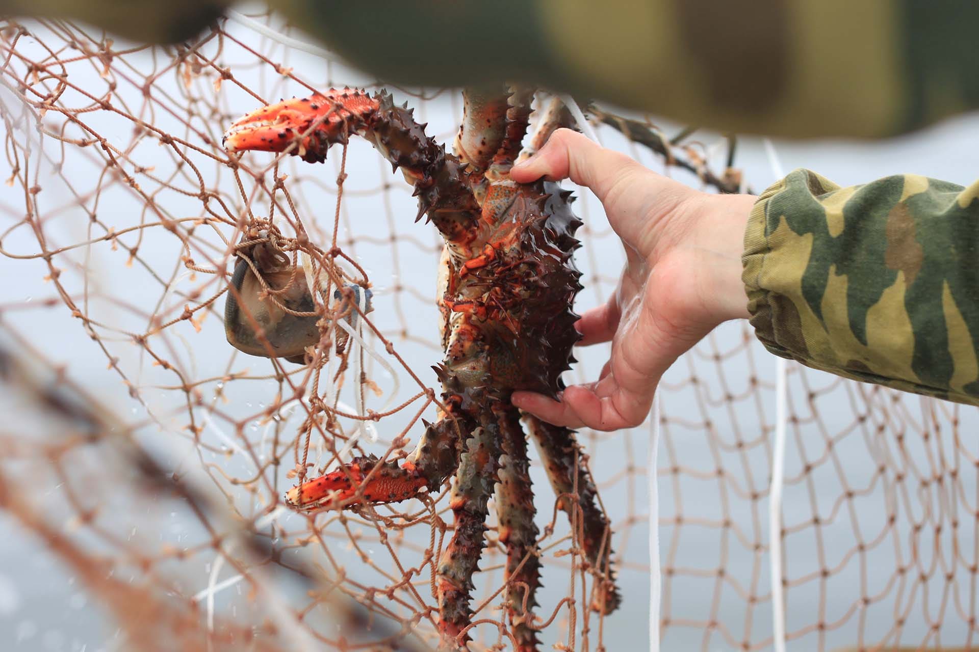 King Crab Tour from Tromsø | Go Tromsø Tours